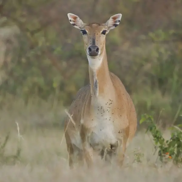 Nilgai - Facts, Diet, Habitat & Pictures on Animalia.bio