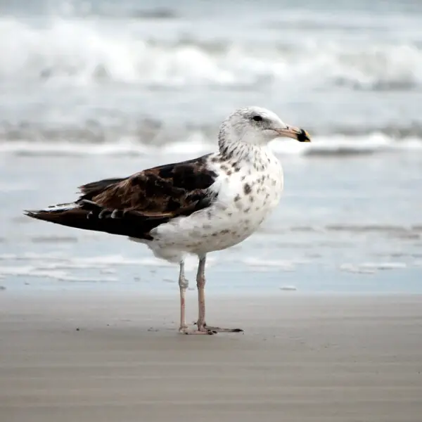 Caspian gull - Facts, Diet, Habitat & Pictures on Animalia.bio