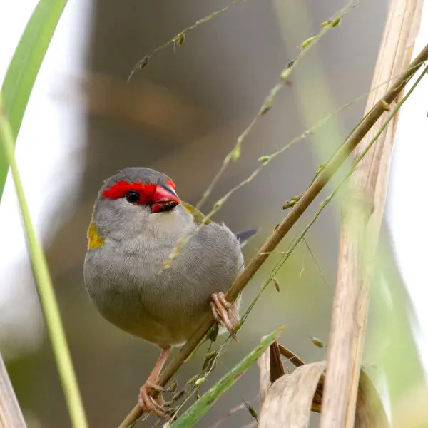 Red-Browed Finch - Facts, Diet, Habitat & Pictures on Animalia.bio