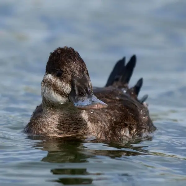 Ruddy Duck - Facts, Diet, Habitat & Pictures on Animalia.bio