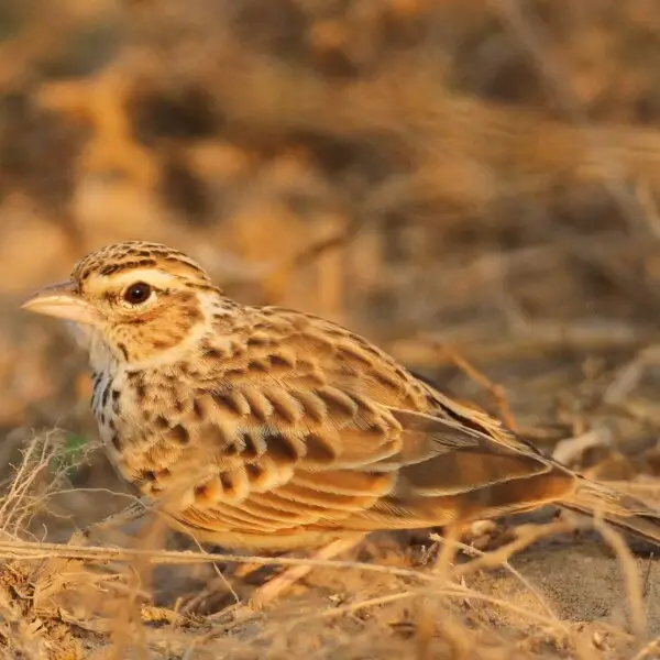 Indian bush lark - Facts, Diet, Habitat & Pictures on Animalia.bio