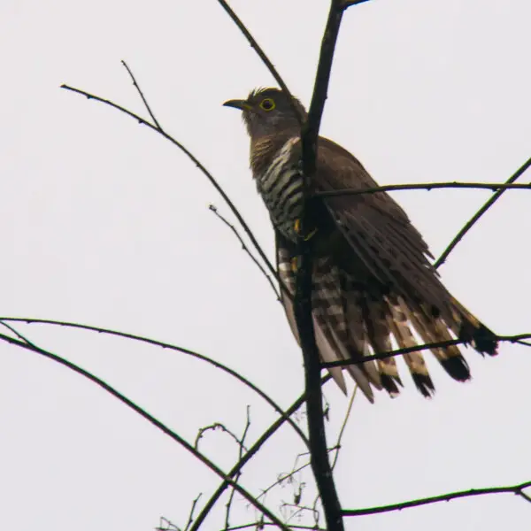 Indian cuckoo - Facts, Diet, Habitat & Pictures on Animalia.bio