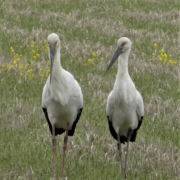 Oriental stork - Facts, Diet, Habitat & Pictures on Animalia.bio