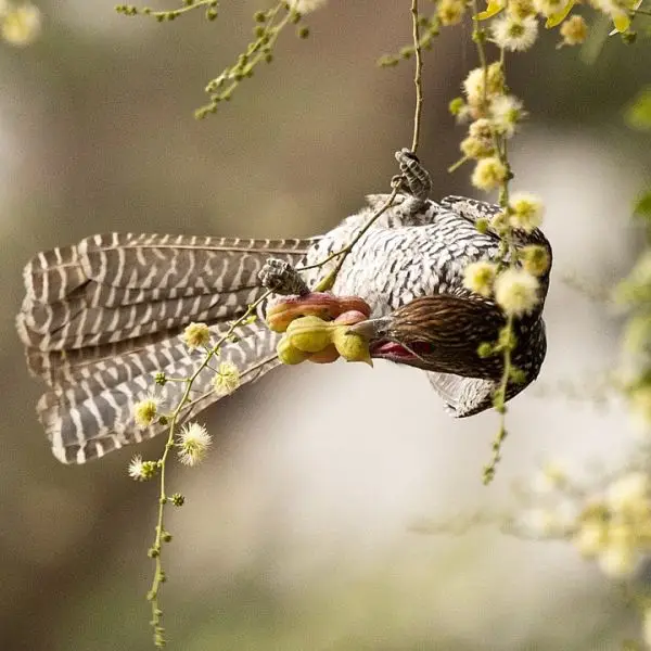 Asian Koel - Facts, Diet, Habitat & Pictures on Animalia.bio