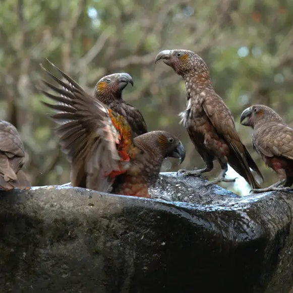 New Zealand kaka - Facts, Diet, Habitat & Pictures on Animalia.bio