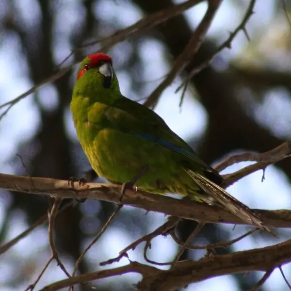 Red-crowned parakeet - Facts, Diet, Habitat & Pictures on Animalia.bio