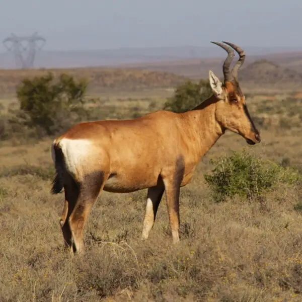Red hartebeest - Facts, Diet, Habitat & Pictures on Animalia.bio
