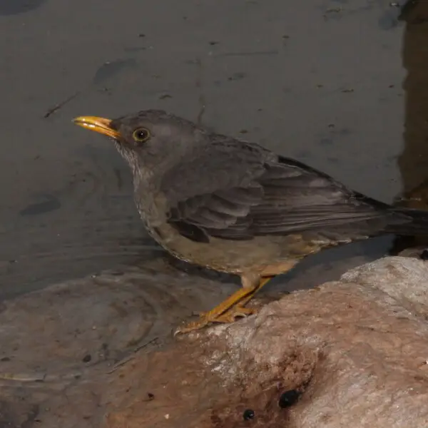 Karoo thrush - Facts, Diet, Habitat & Pictures on Animalia.bio