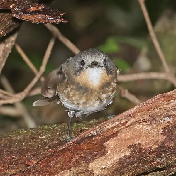 Chasiempis sclateri - Fatti, dieta, habitat e immagini su Animalia.bio
