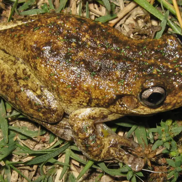 Peron's tree frog - Facts, Diet, Habitat & Pictures on Animalia.bio
