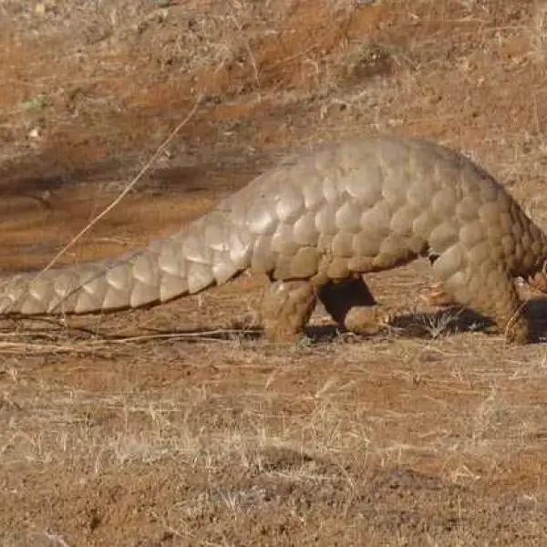 Indian Pangolin - Facts, Diet, Habitat & Pictures on Animalia.bio