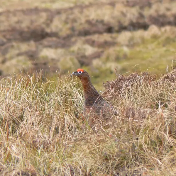 Red grouse - Facts, Diet, Habitat & Pictures on Animalia.bio