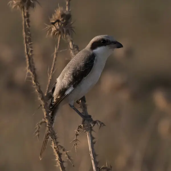 Lesser grey shrike - Facts, Diet, Habitat & Pictures on Animalia.bio