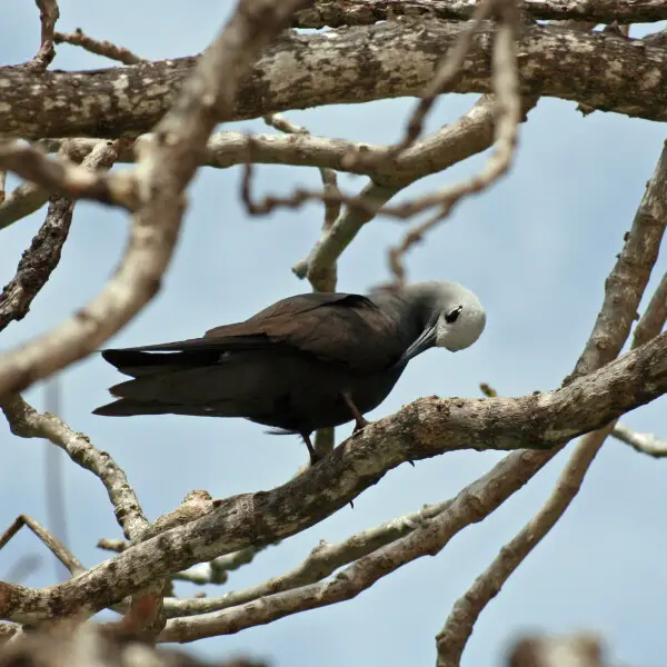 Anous tenuirostris - факти, дієта, ареал і фотографії на Animalia.bio