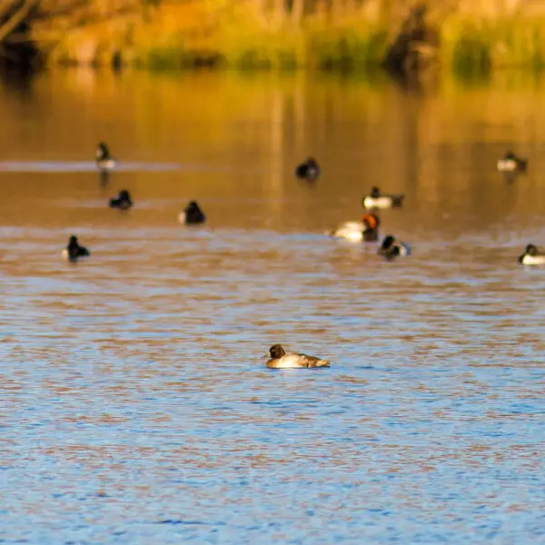 Lesser scaup - Facts, Diet, Habitat & Pictures on Animalia.bio