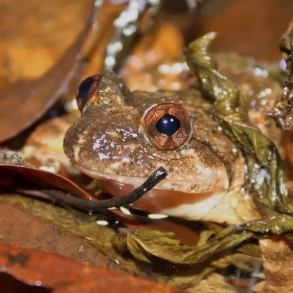 Quasipaa exilispinosa - факти, дієта, ареал і фотографії на Animalia.bio