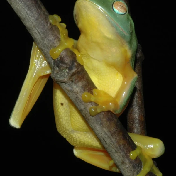 Dainty green tree frog - Facts, Diet, Habitat & Pictures on Animalia.bio