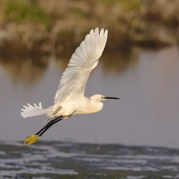 Little Egret - Facts, Diet, Habitat & Pictures on Animalia.bio