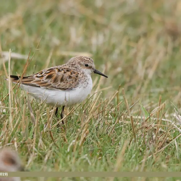 Little stint - Facts, Diet, Habitat & Pictures on Animalia.bio