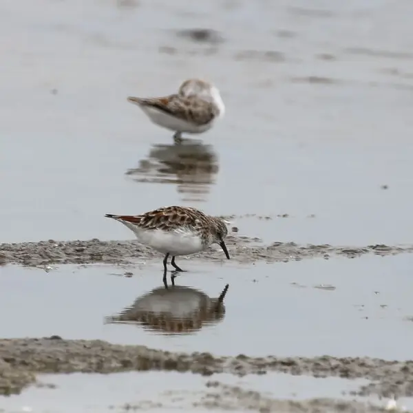 Little stint - Facts, Diet, Habitat & Pictures on Animalia.bio