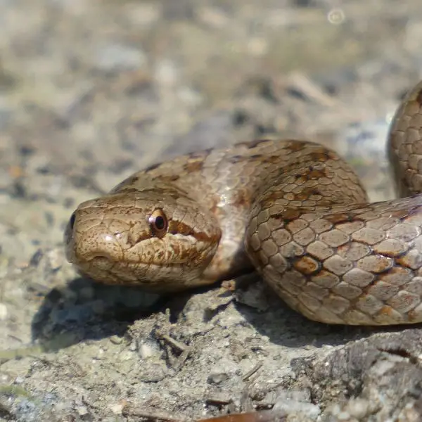 Smooth Snake - Facts, Diet, Habitat & Pictures on Animalia.bio