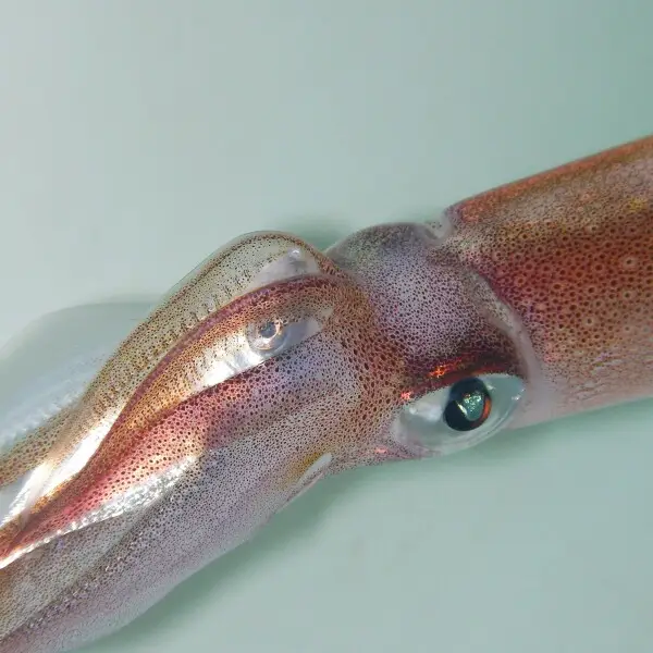 European squid - Facts, Diet, Habitat & Pictures on Animalia.bio