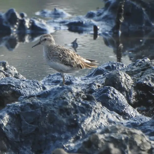 Long-toed stint - Facts, Diet, Habitat & Pictures on Animalia.bio