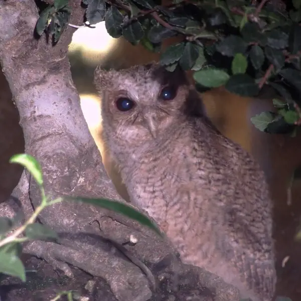Collared scops owl - Facts, Diet, Habitat & Pictures on Animalia.bio