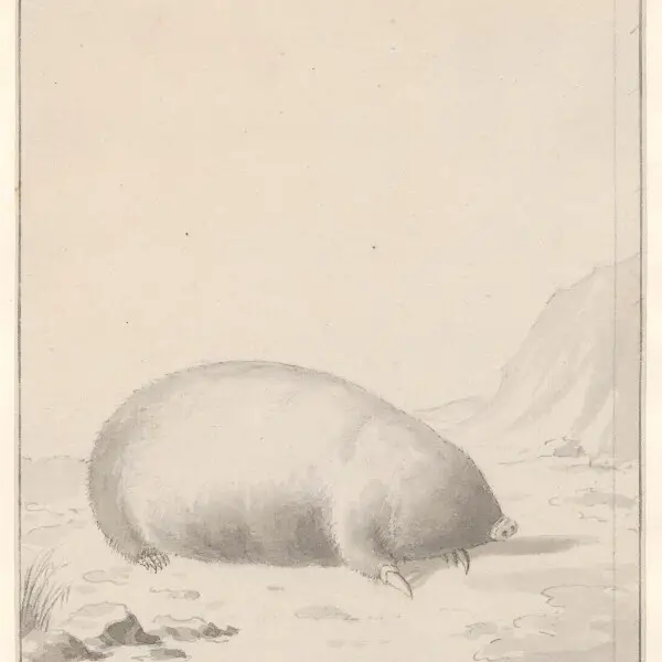 Cape golden mole - Facts, Diet, Habitat & Pictures on Animalia.bio