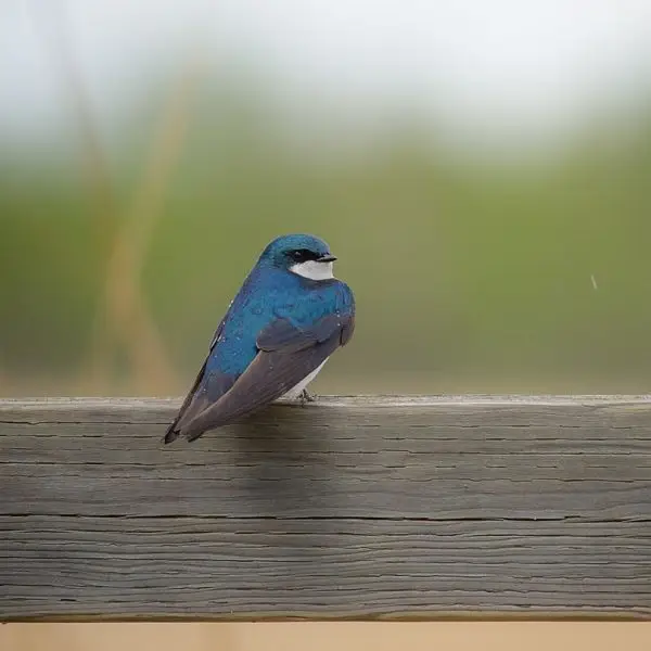 Tree Swallow - Facts, Diet, Habitat & Pictures on Animalia.bio