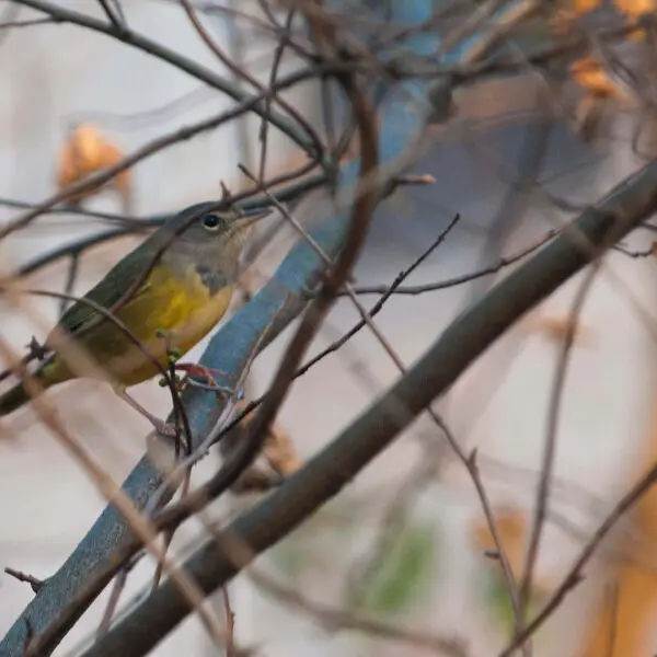 MacGillivray's warbler - Facts, Diet, Habitat & Pictures on Animalia.bio