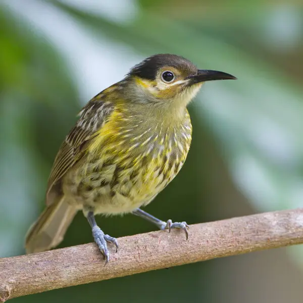 Macleay's honeyeater - Facts, Diet, Habitat & Pictures on Animalia.bio