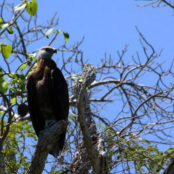 Madagascan fish eagle - Facts, Diet, Habitat & Pictures on Animalia.bio