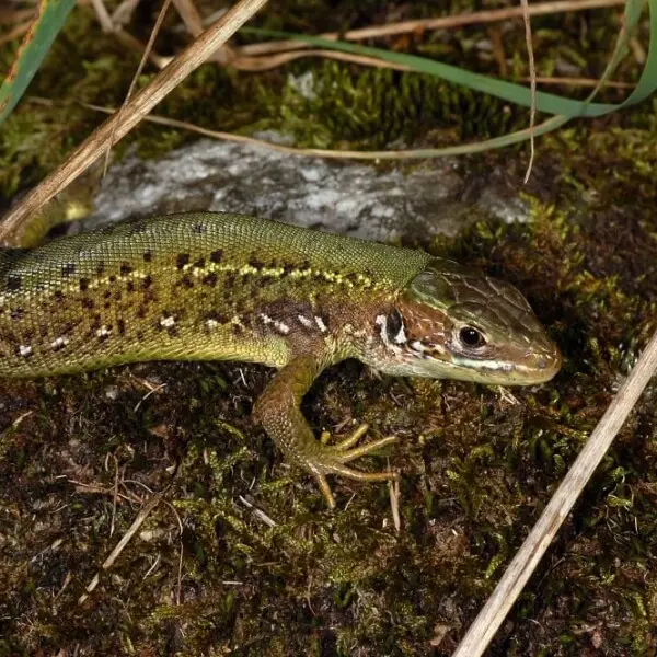 Western green lizard - Facts, Diet, Habitat & Pictures on Animalia.bio