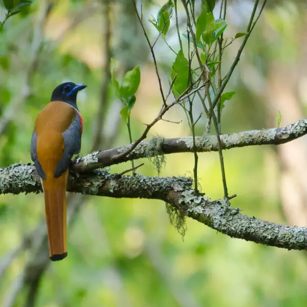 Malabar trogon - Facts, Diet, Habitat & Pictures on Animalia.bio