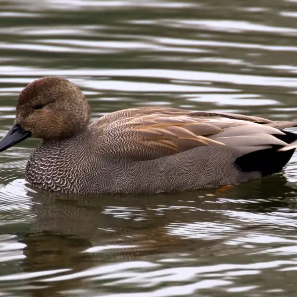 Gadwall - Facts, Diet, Habitat & Pictures on Animalia.bio