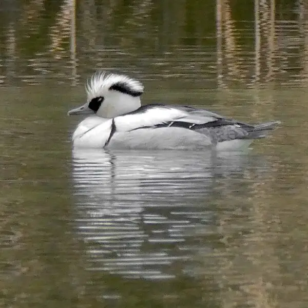 Smew - Facts, Diet, Habitat & Pictures on Animalia.bio