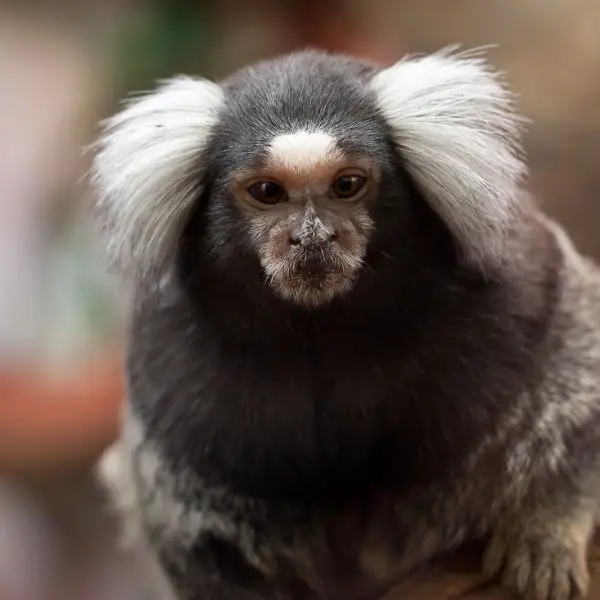 Common Marmoset - Facts, Diet, Habitat & Pictures on Animalia.bio
