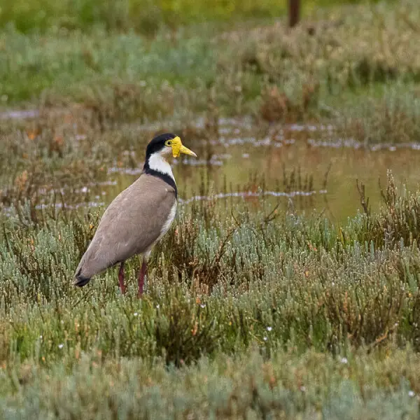 Masked lapwing - Facts, Diet, Habitat & Pictures on Animalia.bio
