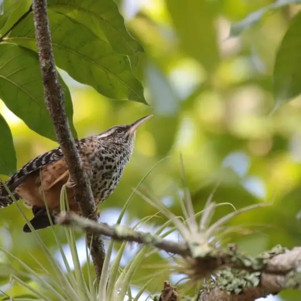 Band-backed wren - Facts, Diet, Habitat & Pictures on Animalia.bio
