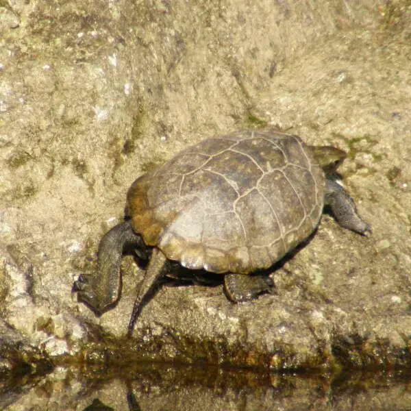 Japanese pond turtle - Facts, Diet, Habitat & Pictures on Animalia.bio