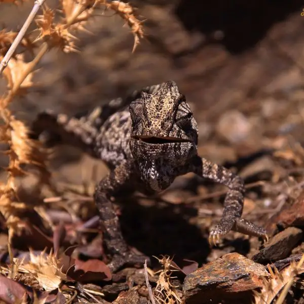 Common Chameleon - Facts, Diet, Habitat & Pictures on Animalia.bio