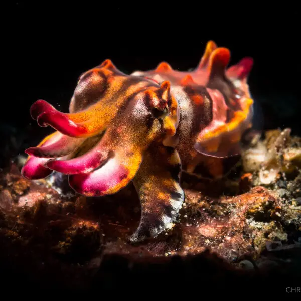 Metasepia pfefferi - Facts, Diet, Habitat & Pictures on Animalia.bio