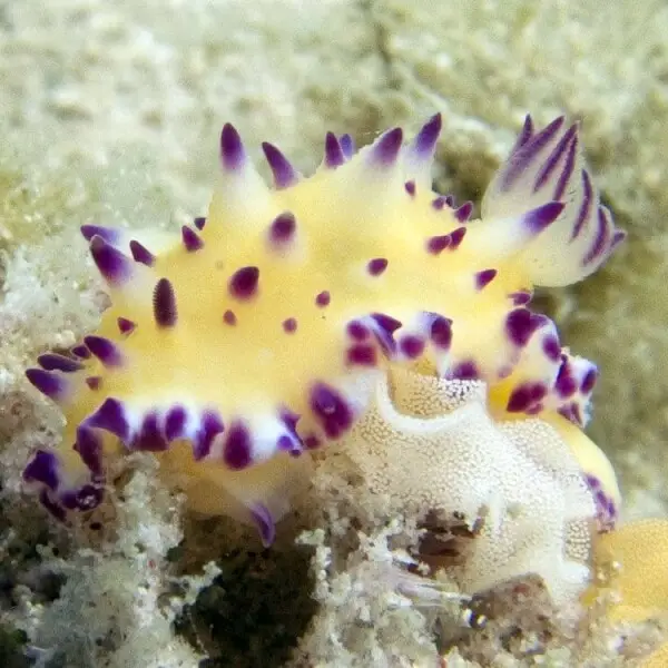 Mexichromis multituberculata - Facts, Diet, Habitat & Pictures on ...