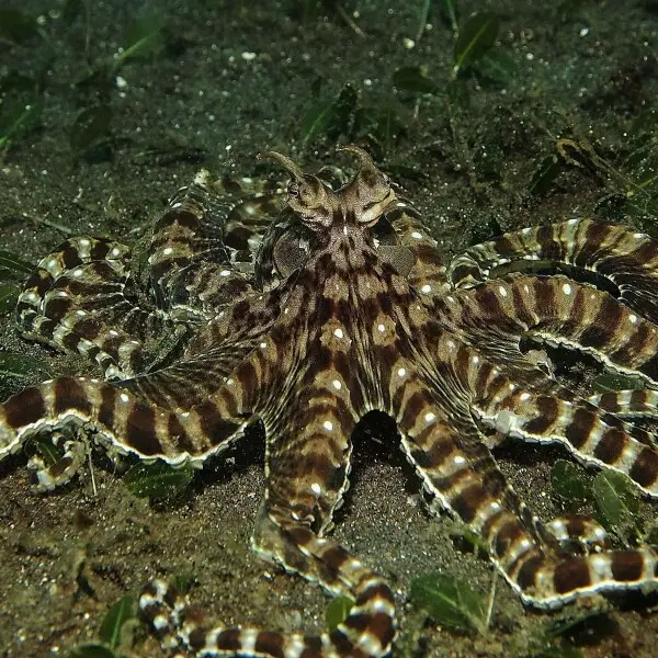 Mimic octopus - Facts, Diet, Habitat & Pictures on Animalia.bio