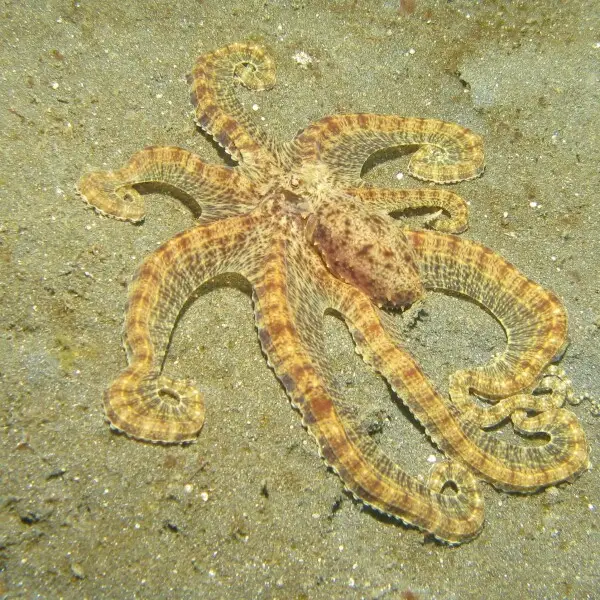 Mimic octopus - Facts, Diet, Habitat & Pictures on Animalia.bio