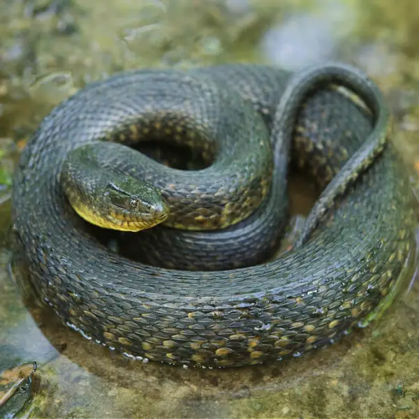 Green water snake - Facts, Diet, Habitat & Pictures on Animalia.bio