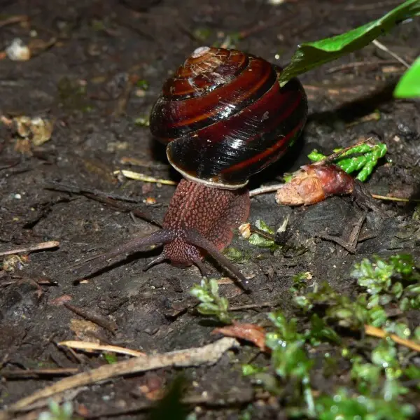 Monadenia fidelis - Facts, Diet, Habitat & Pictures on Animalia.bio