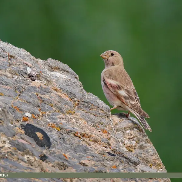 Mongolian finch - Facts, Diet, Habitat & Pictures on Animalia.bio