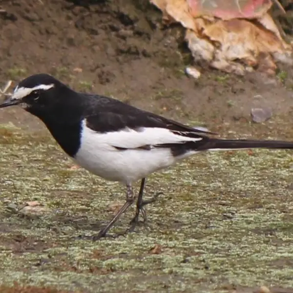 Japanese wagtail - Facts, Diet, Habitat & Pictures on Animalia.bio